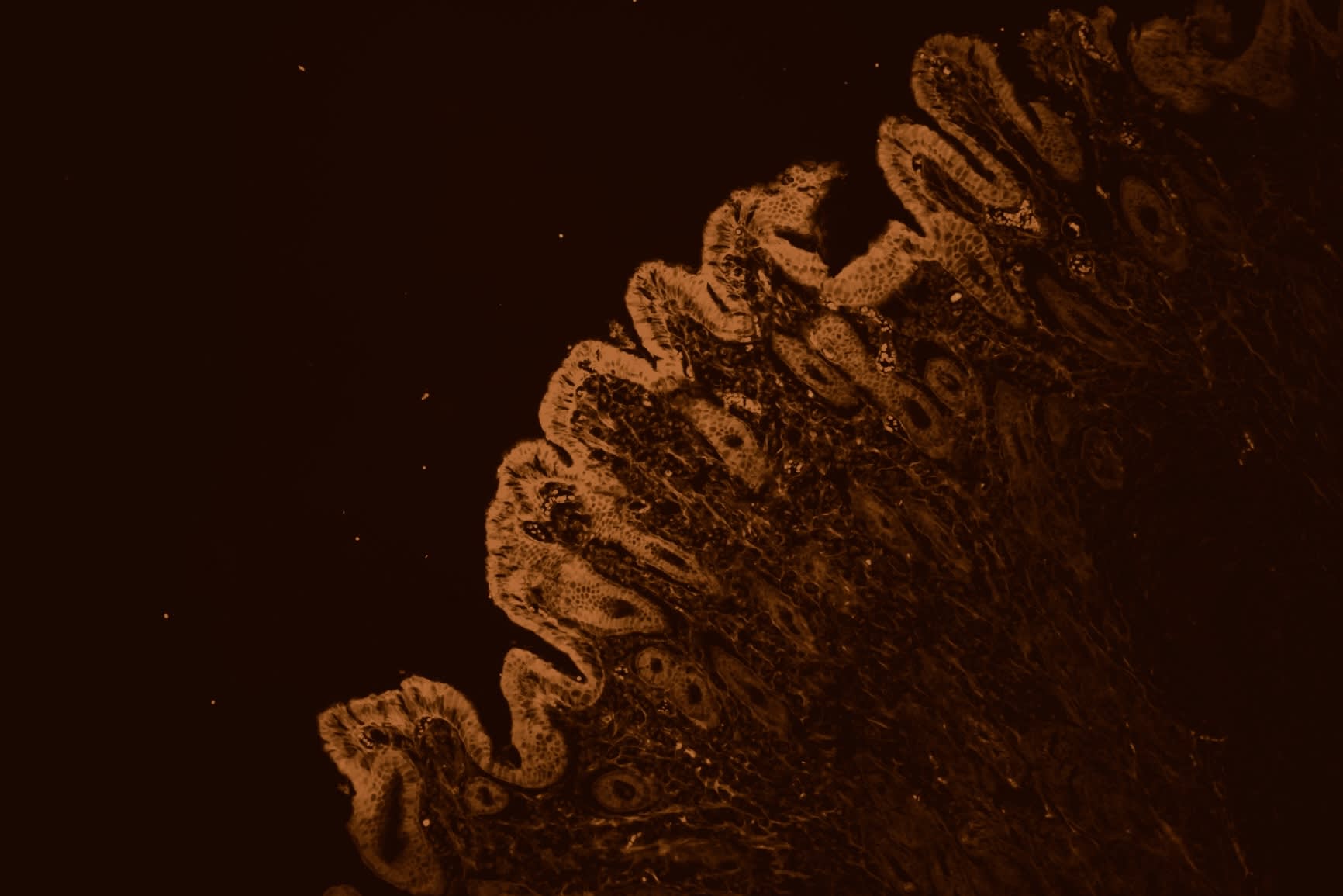 Journey down through your digestive system and explore how the foods ...