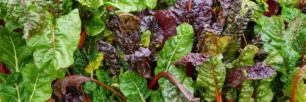 6 Delicious Ingredients to Add to Your Salad to Make it a Meal | Viome