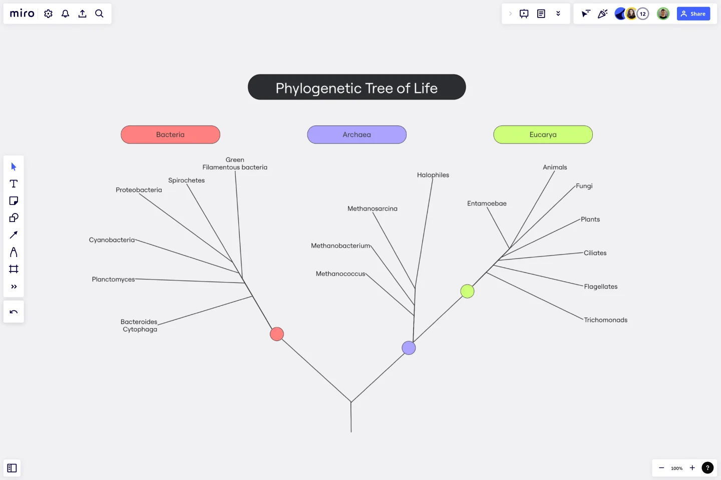 Phylogenetic Tree Template Miro