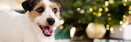 Christmas at zooplus