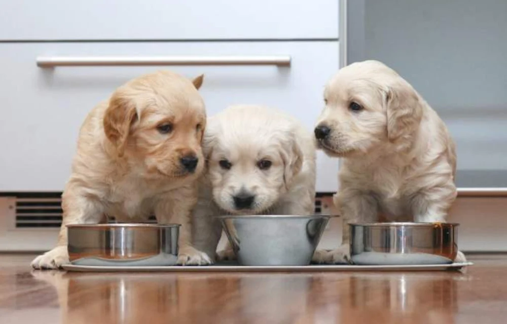 Alles voor je puppy