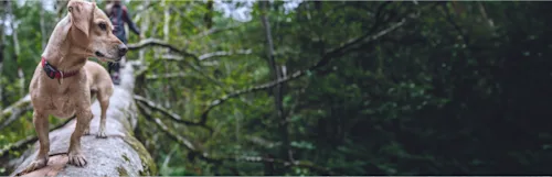 Wolf of Wilderness comida para perros sin cereales | zooplus