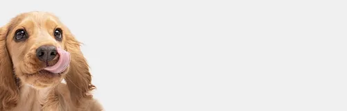 zooplus Rabatt | Extra-Rabatt bis zu 20% im zooplus-Shop