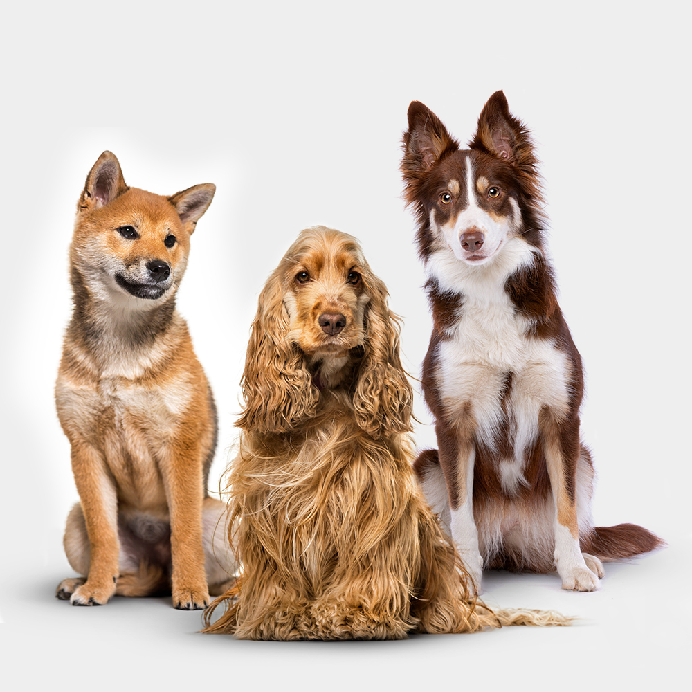 Dog Breed Shop | Buy Now for Less at zooplus
