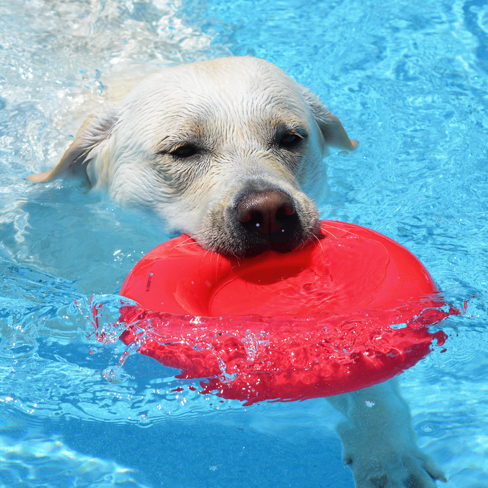 Kutyajátékok online vásárlás | zooplus