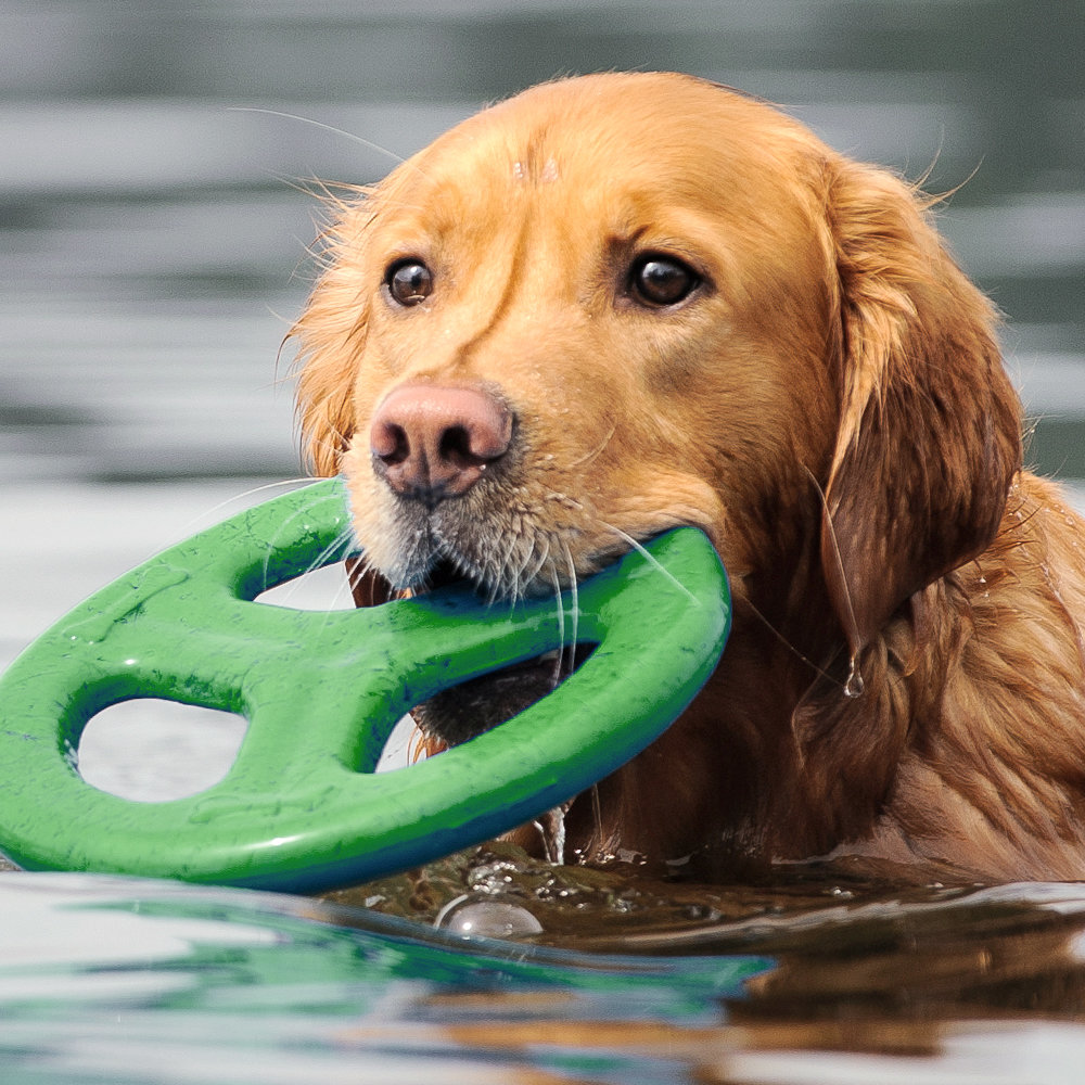 Kutyajátékok online vásárlás | zooplus