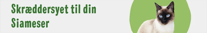 Siames | Køb hos zooplus.dk