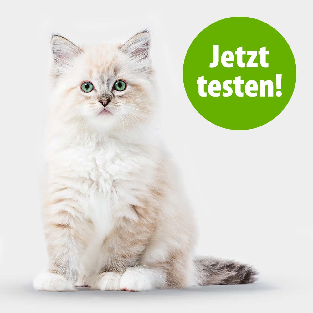 Katzensnacks & Katzen Leckerli günstig bei zooplus.ch