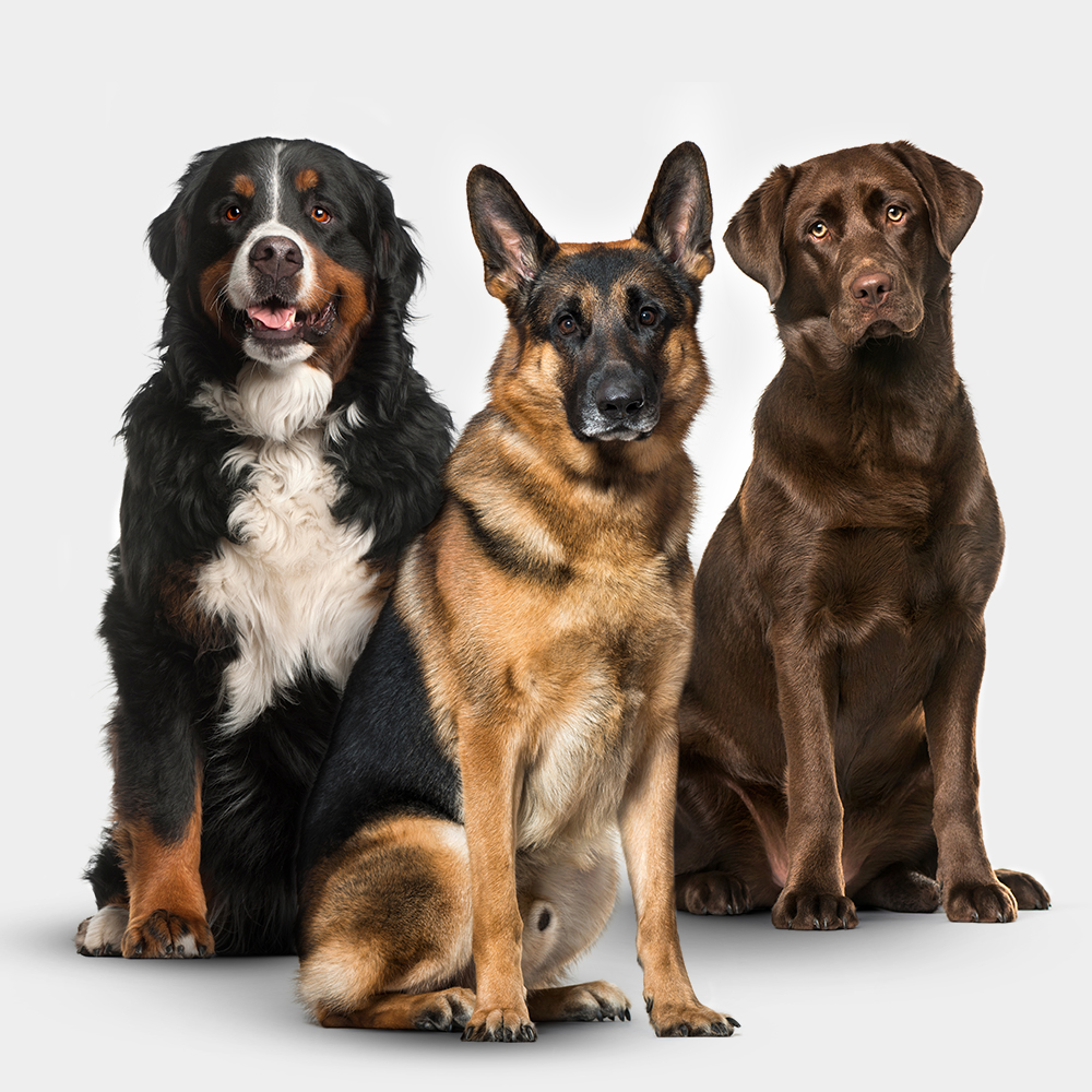 Dog Breed Shop | Buy Now for Less at zooplus