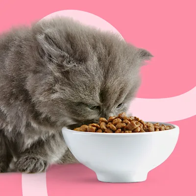 New Kitten Supplies - food and accessories