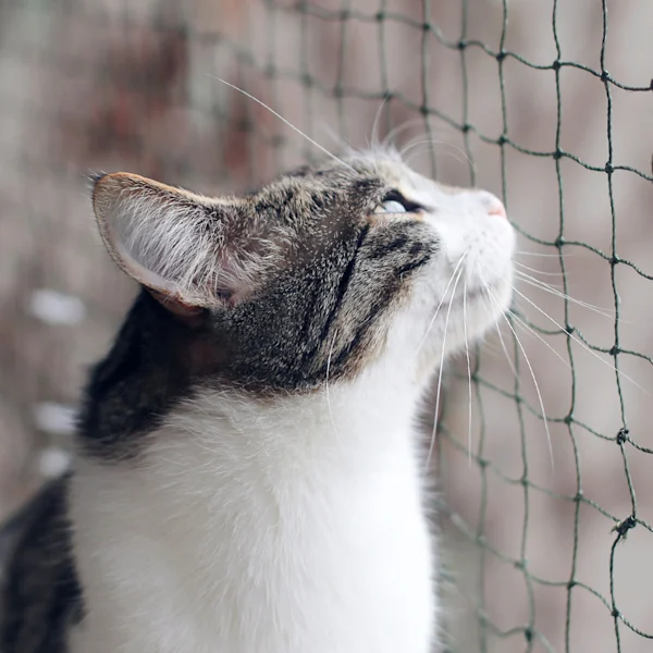 Katzennetz Balkon online kaufen | zooplus