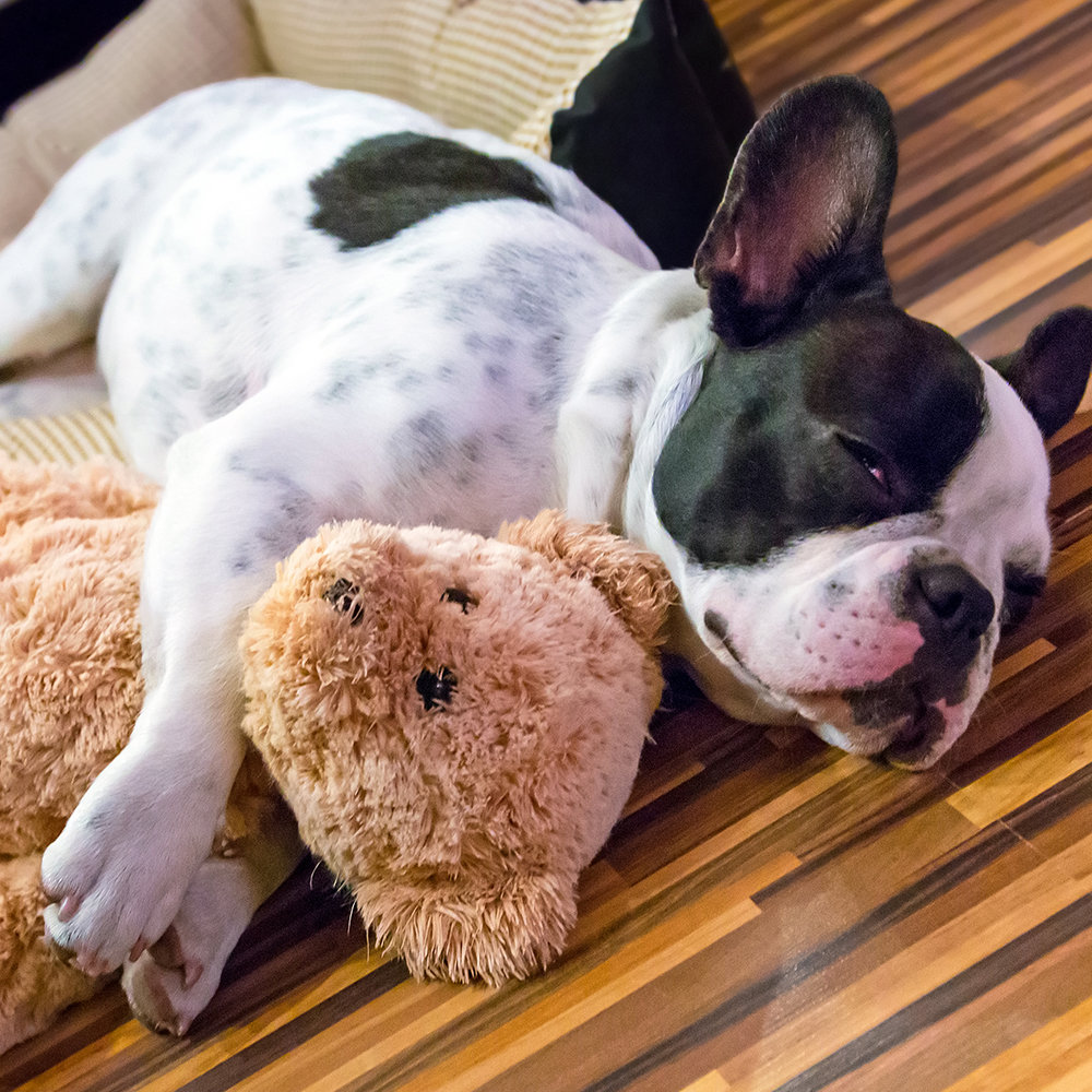 Kutyajátékok online vásárlás | zooplus