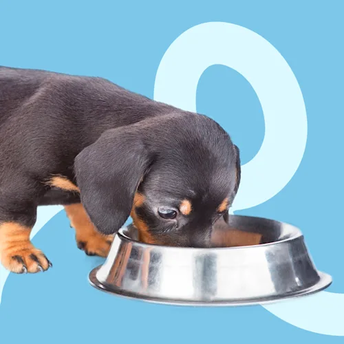 Comida y accesorios para cachorros