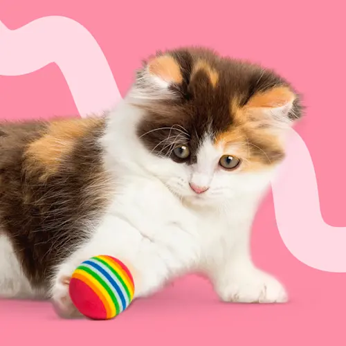 New Kitten Supplies - food and accessories