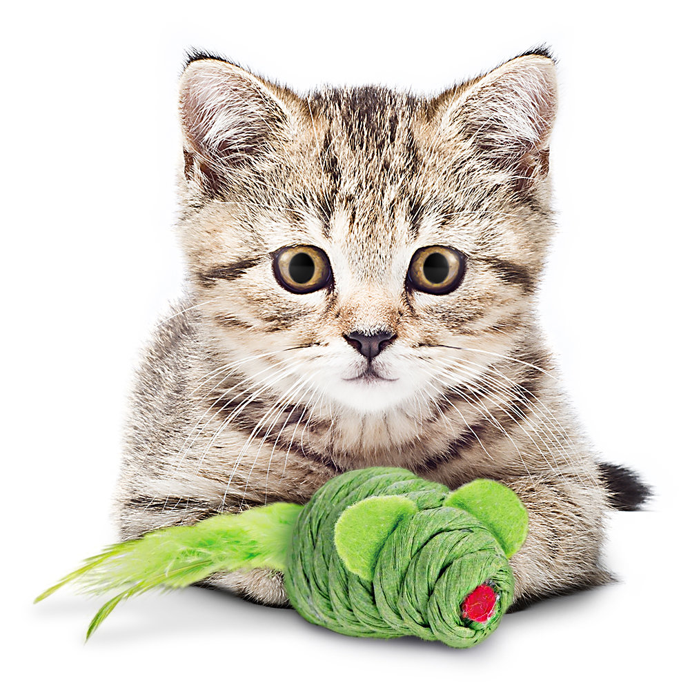 Handla Kattleksaker online | zooplus.se