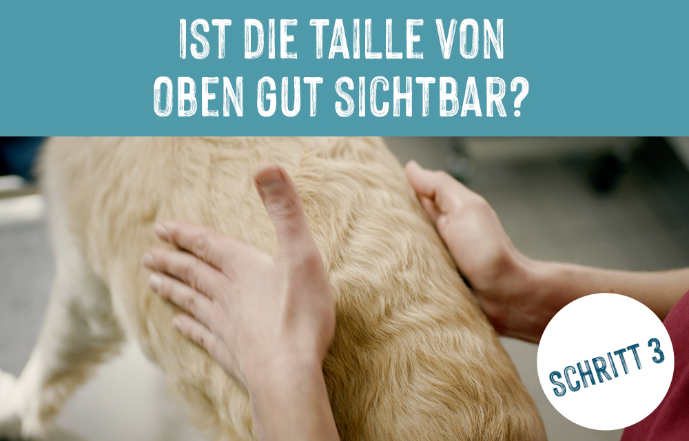 Übergewicht beim Hund: Tipps für mehr Gesundheit | zooplus.de