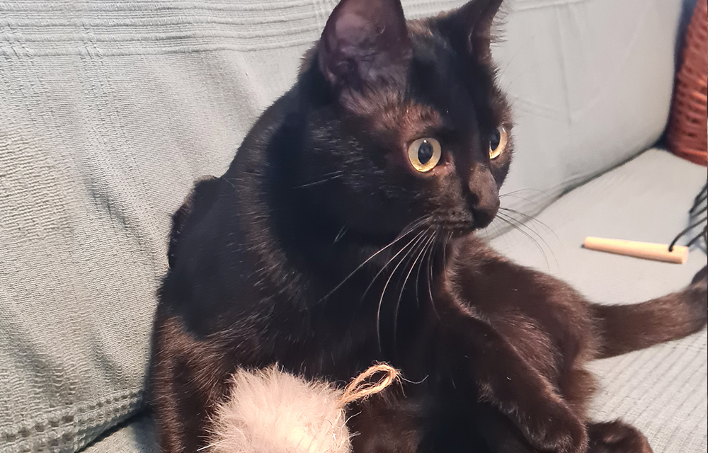 Juju - najpiękniejszy prezent świąteczny w sklepie zooplus