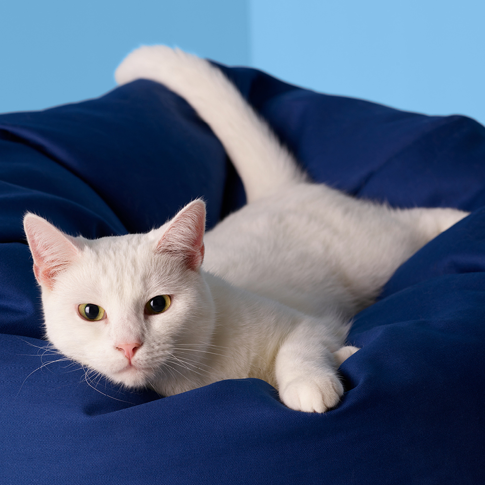 CATSAN Cat Litter: low prices at zooplus.co.uk