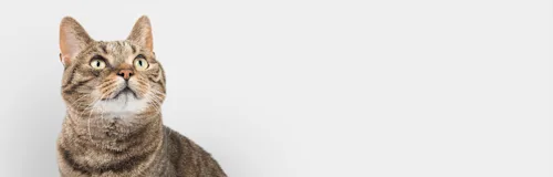 zooplus Offers and Seasonal Promotions