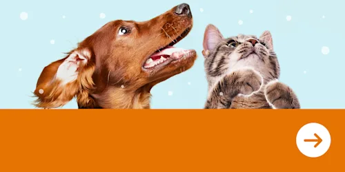 Tierbedarf, Tierfutter, Tiernahrung günstig bestellen | zooplus.at