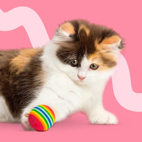 La boutique du chaton - Nourriture et accessoires