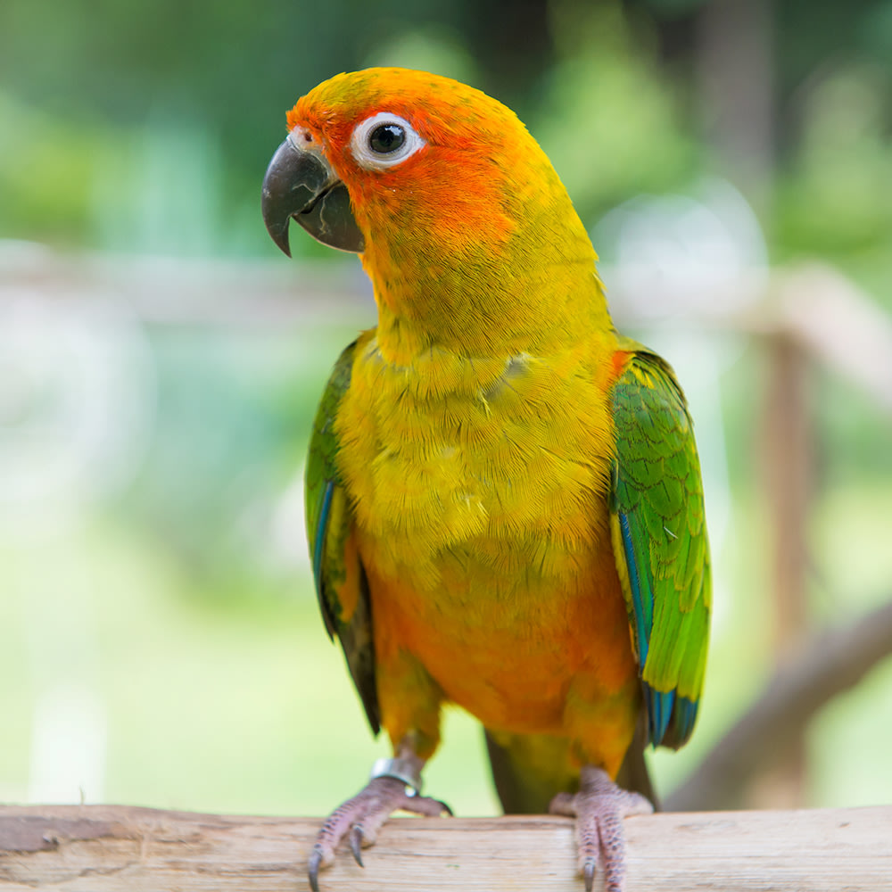 Bird Snacks & Crackers | Buy Now for Less at zooplus