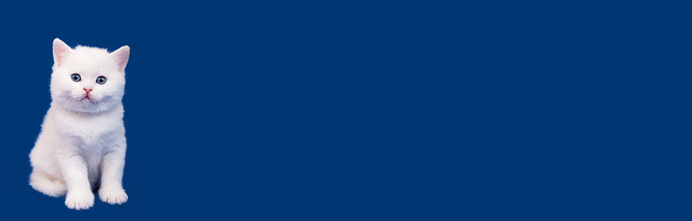 CATSAN Cat Litter: low prices at zooplus.co.uk