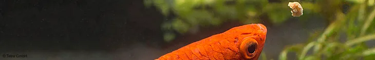 Visvoer granulaat / pellets / sticks kopen? De beste prijs bij zooplus!