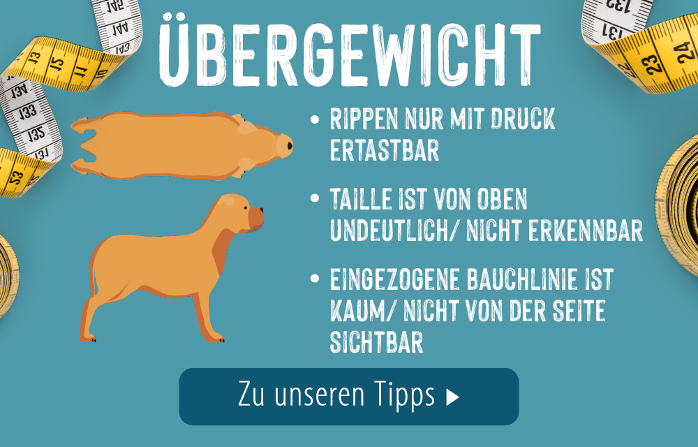 Übergewicht beim Hund: Tipps für mehr Gesundheit | zooplus.de