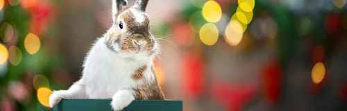 Christmas at zooplus