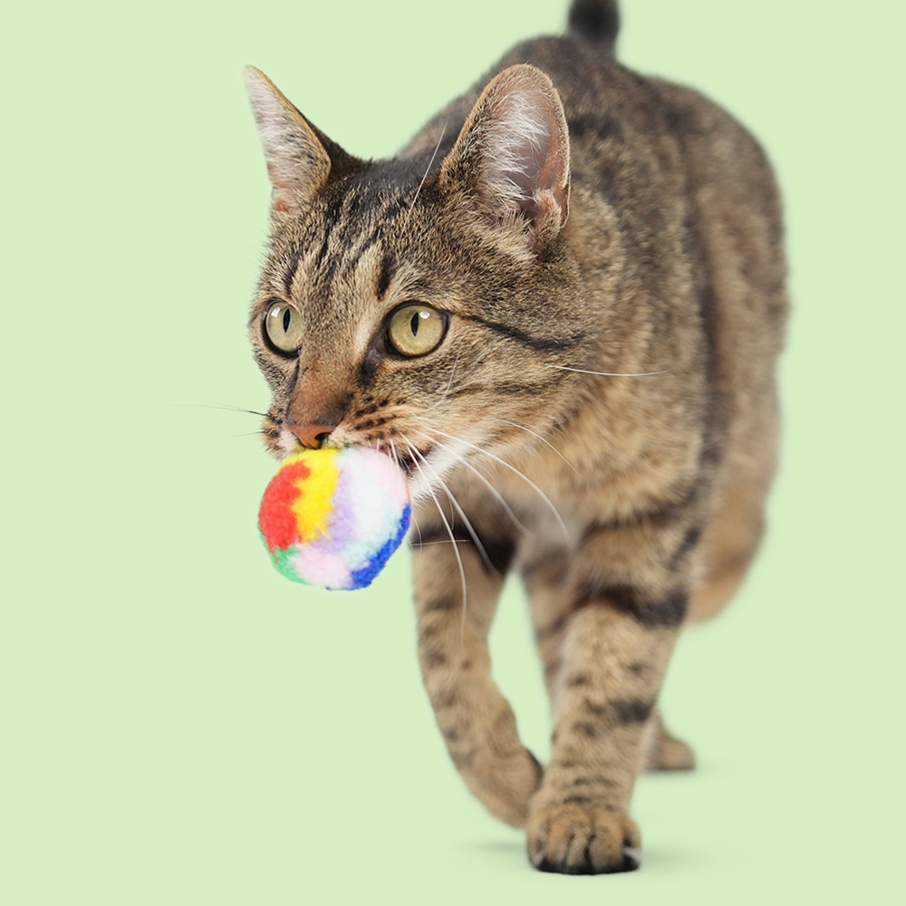 Accessoires et nourriture pour chat pas cher sur zooplus.ch