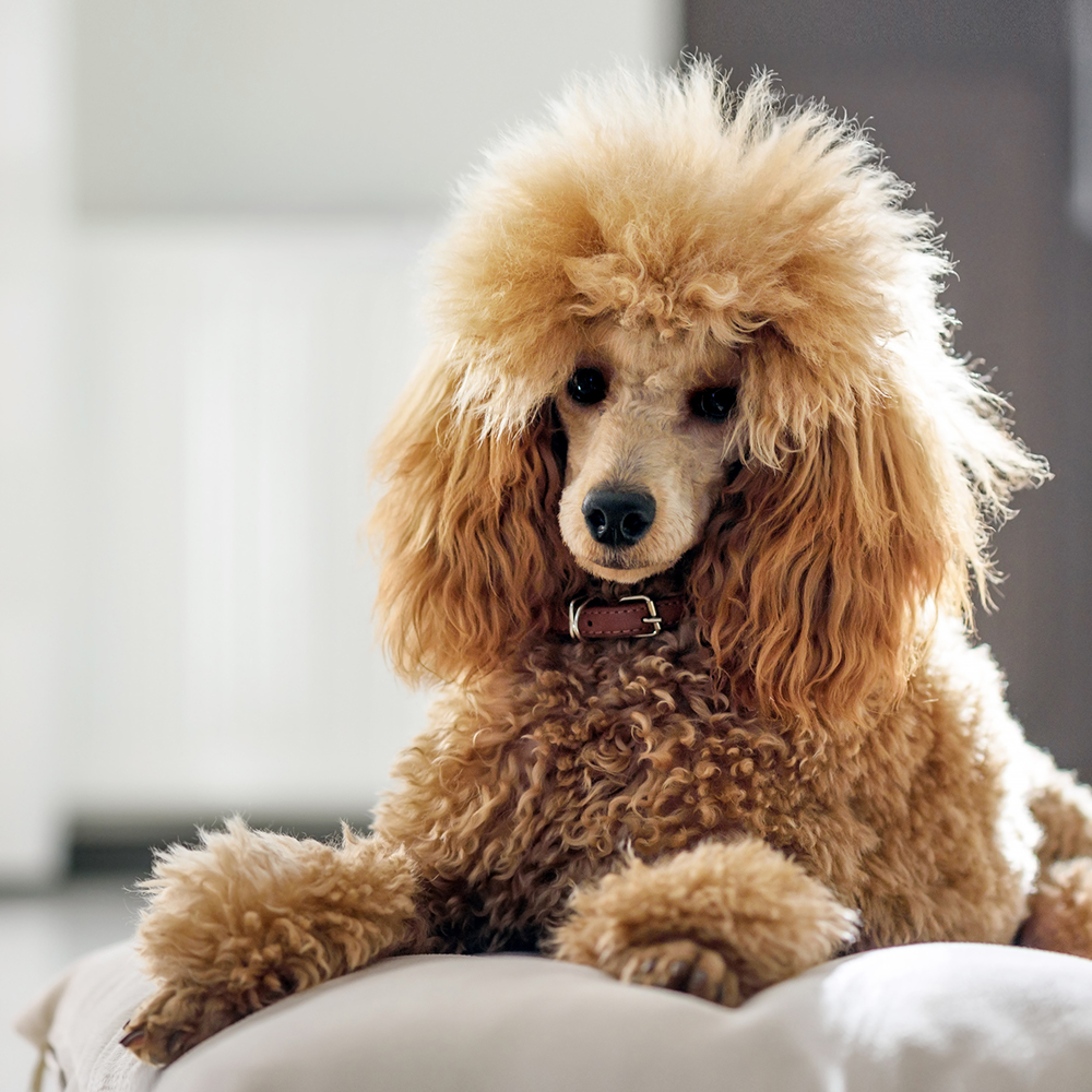 Dog Breed Shop | Buy Now for Less at zooplus