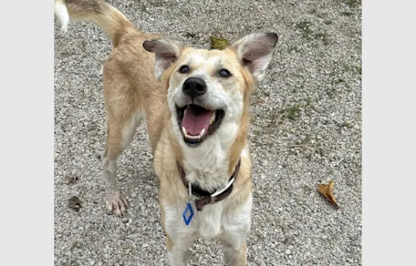 …Γιατί και τα σκυλάκια έχουν φωνή!