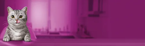 Whiskas Cat Food & Treats | zooplus UK