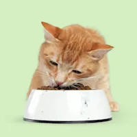 Top Deals | zooplus UK