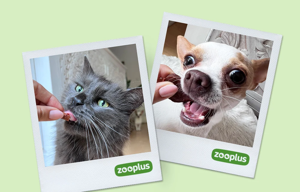 Rabaty oferowane przez zooplus!