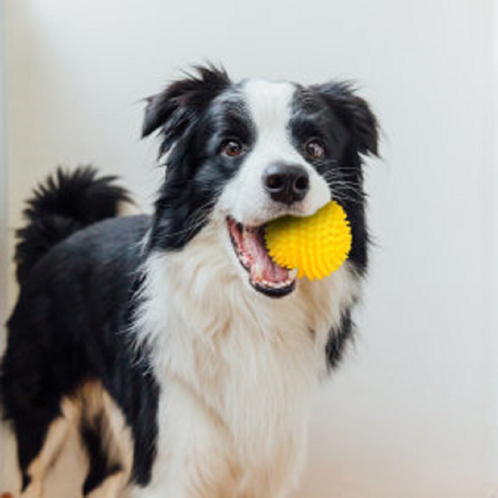 Hundeleker | Leker til hunder i alle aldre | zooplus.no