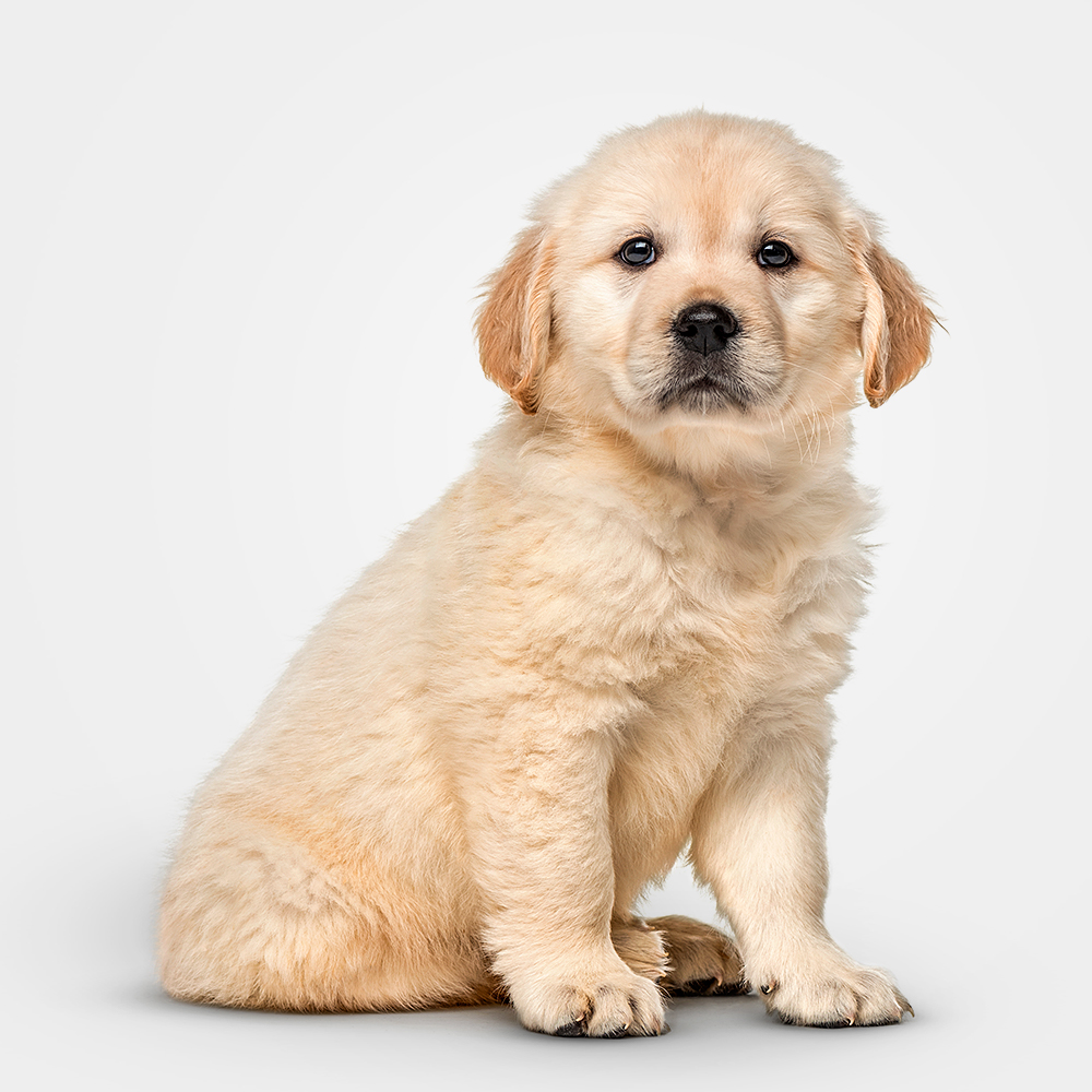 Dog Breed Shop | Buy Now for Less at zooplus