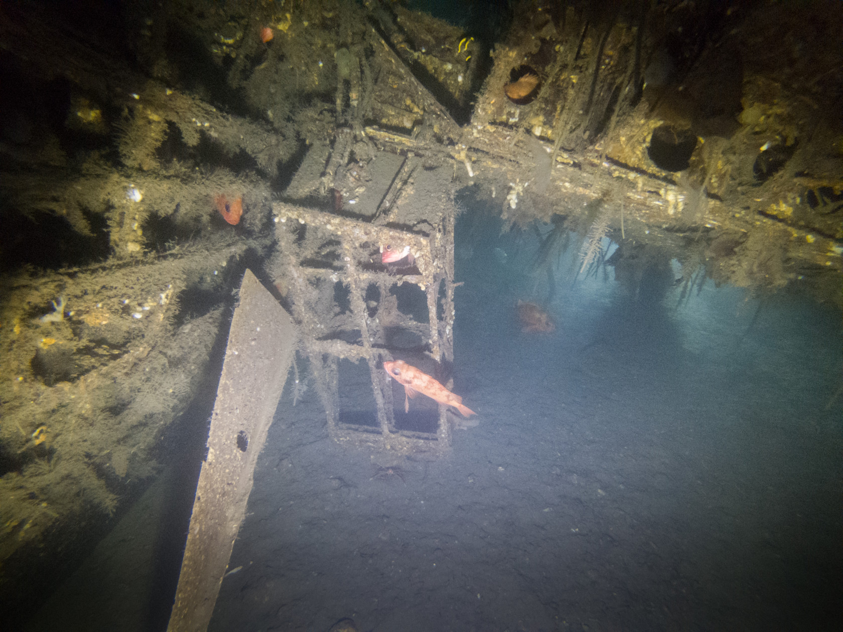 Documenting a newly discovered World War II aircraft with underwater drones