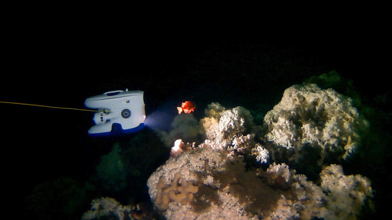The Cold-Water Coral Reefs of the Trondheim Fjord