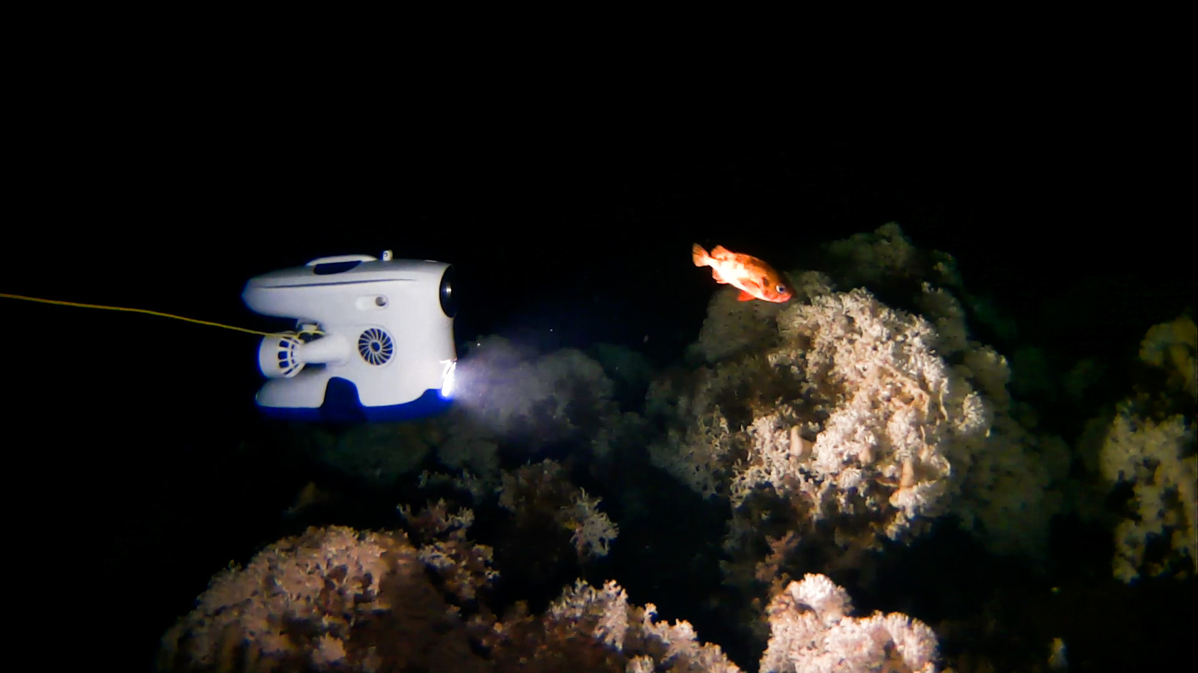 The Cold-Water Coral Reefs of the Trondheim Fjord