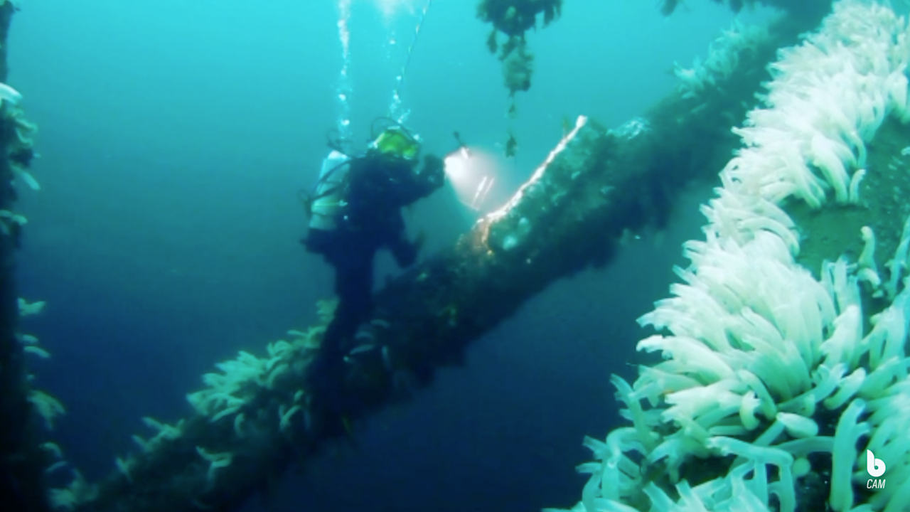 Exploring ROV applications at Western Norway University of Applied Sciences diver education