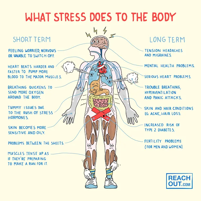 What does stress do to your body? | Nervous system & stress