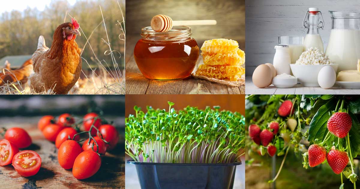 hello organic - fresh and healthy organic products