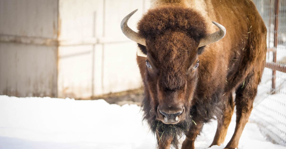 18 Of The Best Things To Do In Red Lodge, Montana