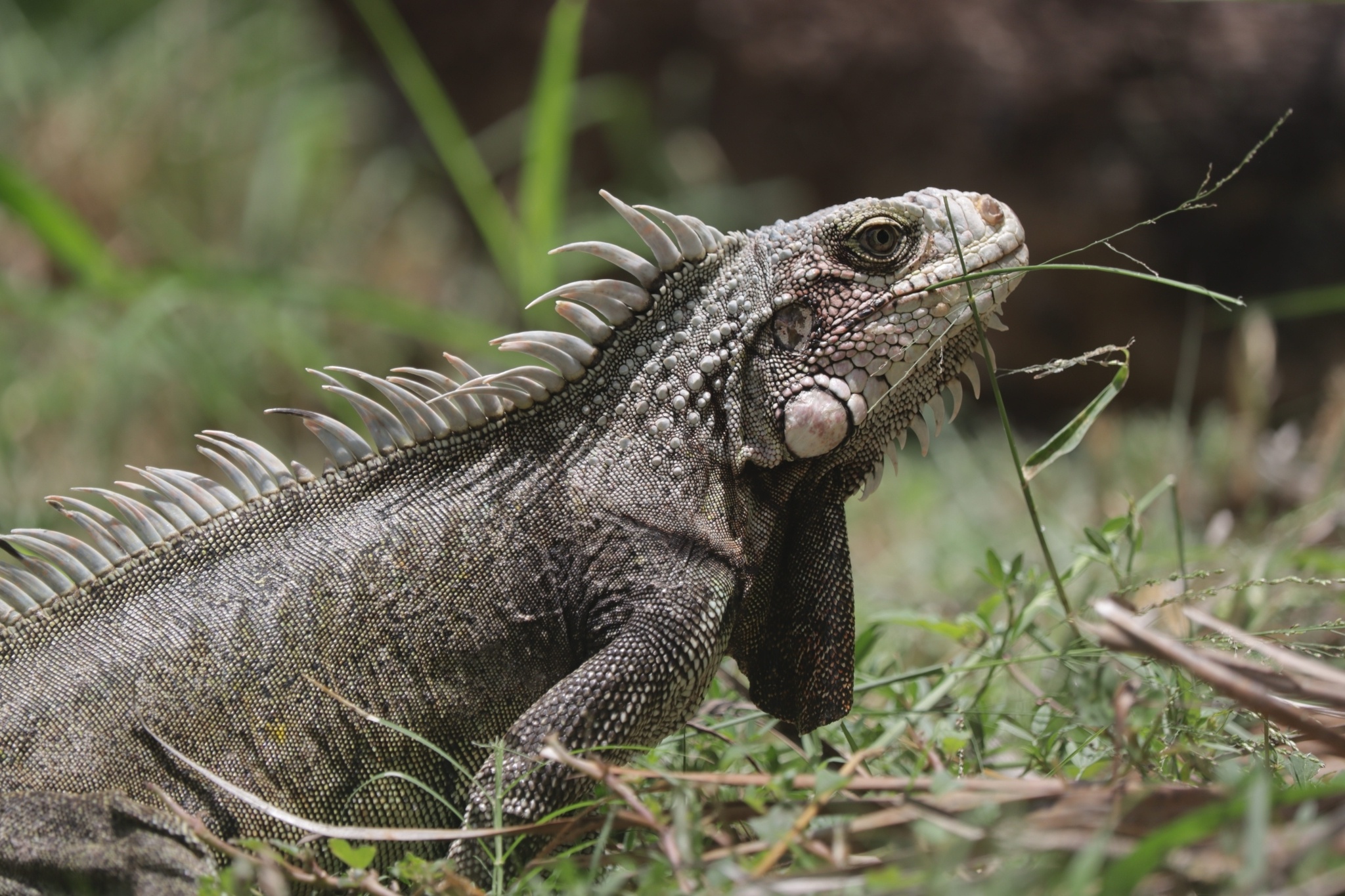 Image focal points served by Contentful, used by Thumbor · Issue #1696 ...