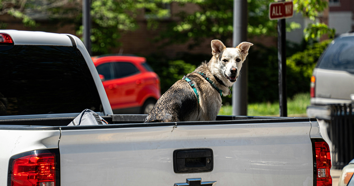 Carma | Australia’s love affair with utes: more than just a workhorse