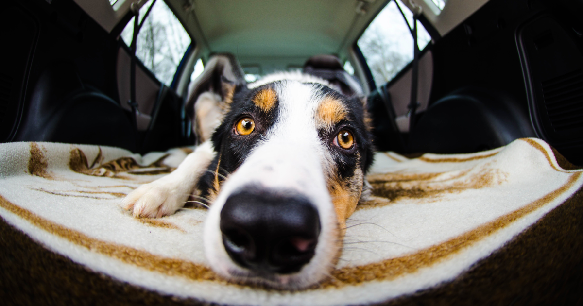 The dos and don’ts of driving with your dog | Carma