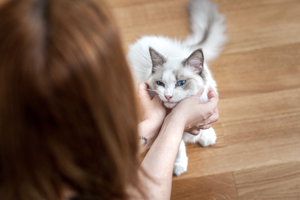 We list 5 friendly and social cat breeds! | Lassie Pet Insurance
