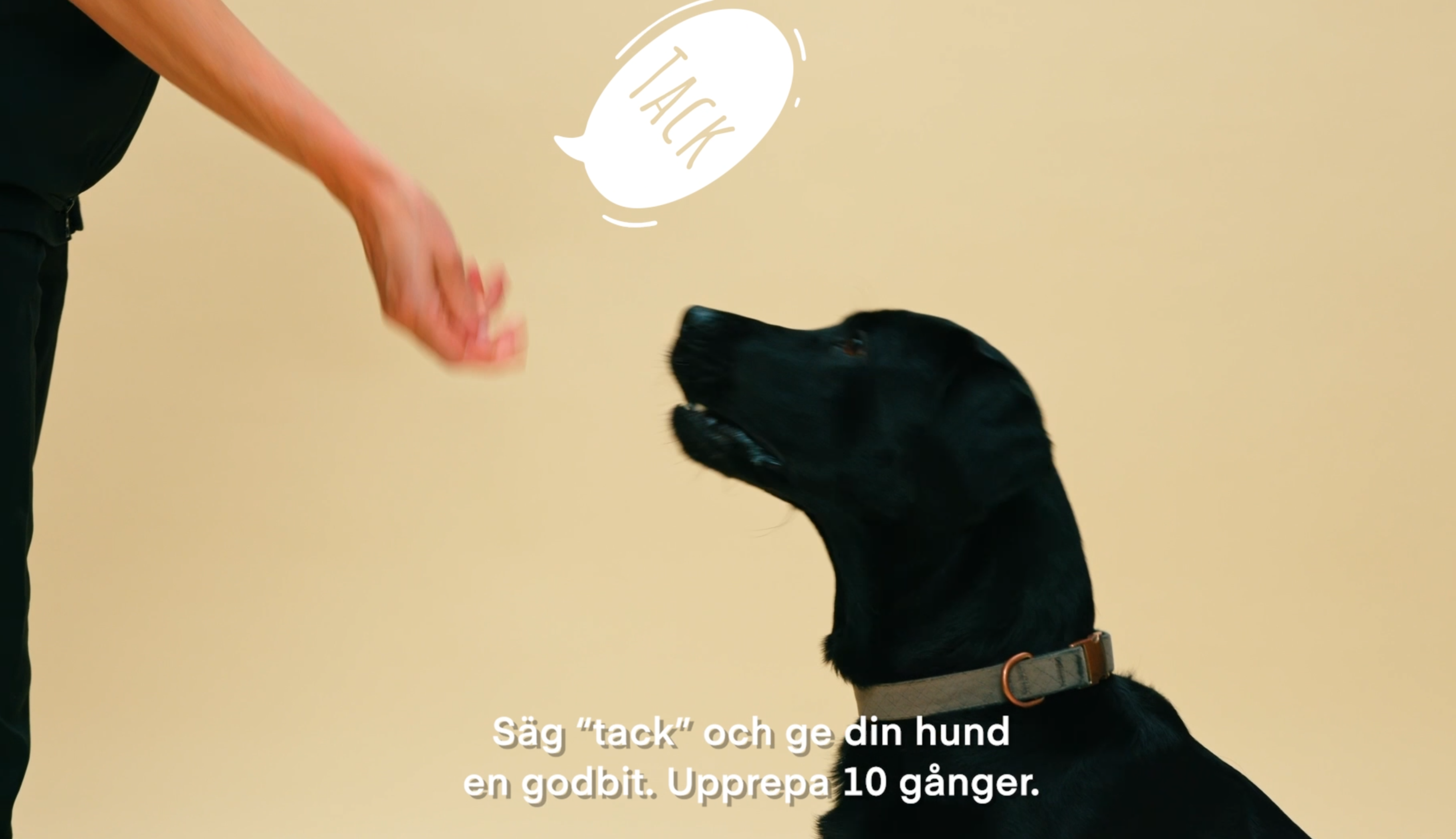 Teach your dog to drop items on command